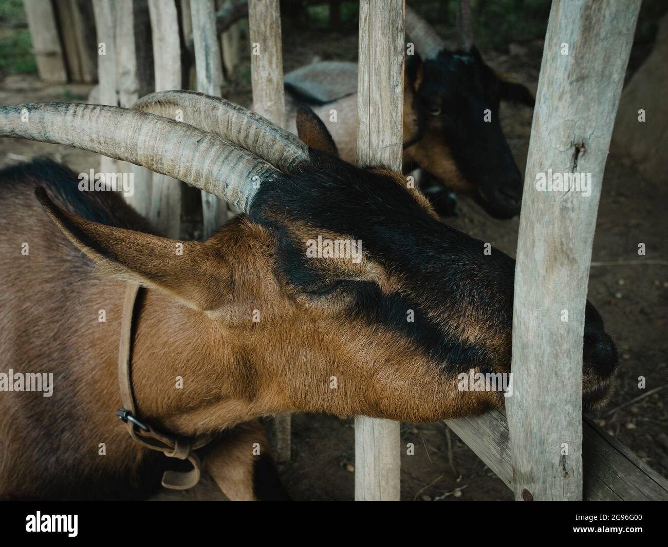 goat. domesticated, brown color. close up in village environment photo ...