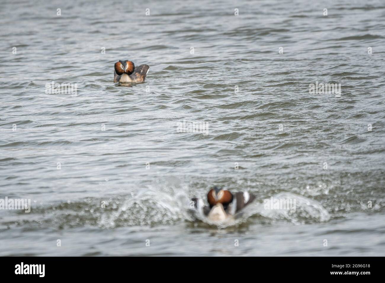 Grebe in flight hi-res stock photography and images - Alamy