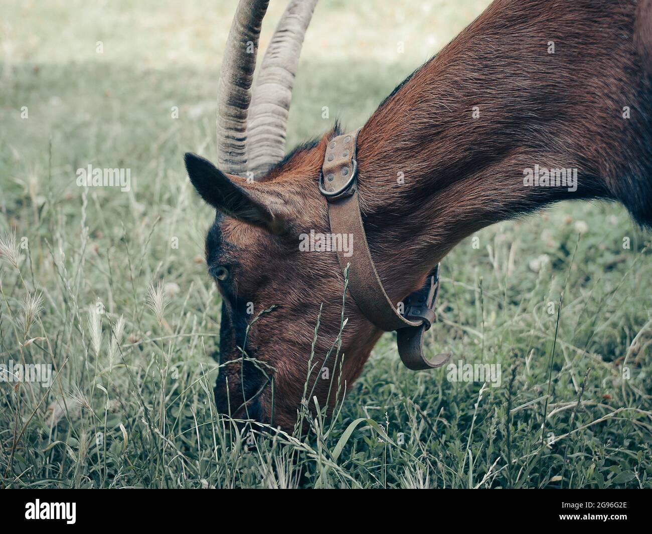 goat. domesticated, brown color. close up in village environment photo ...