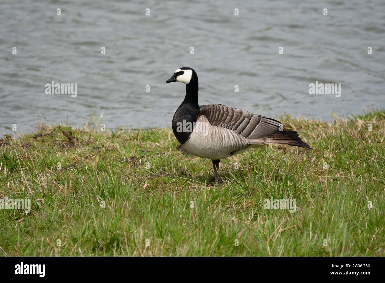 Black hulk hi-res stock photography and images - Alamy