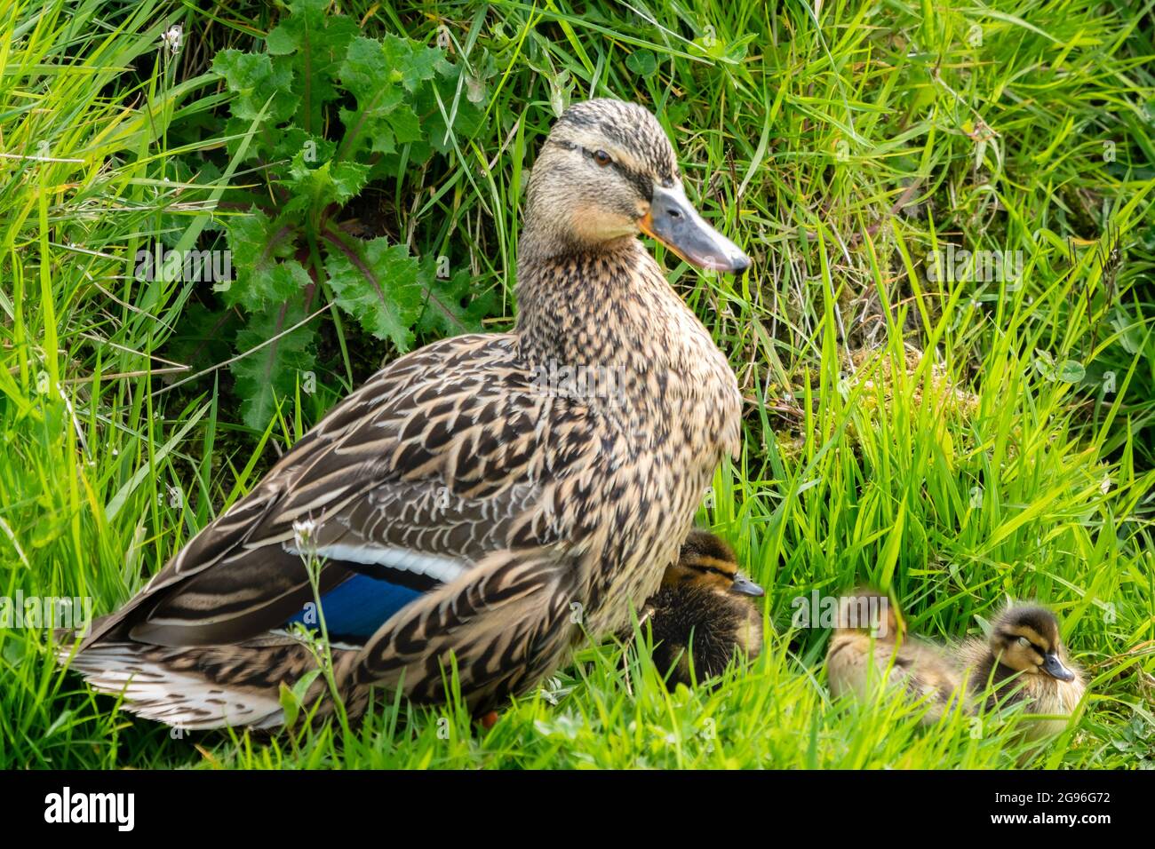 Mother duck and three ducklings on a beautiful spring day. Beemster ...