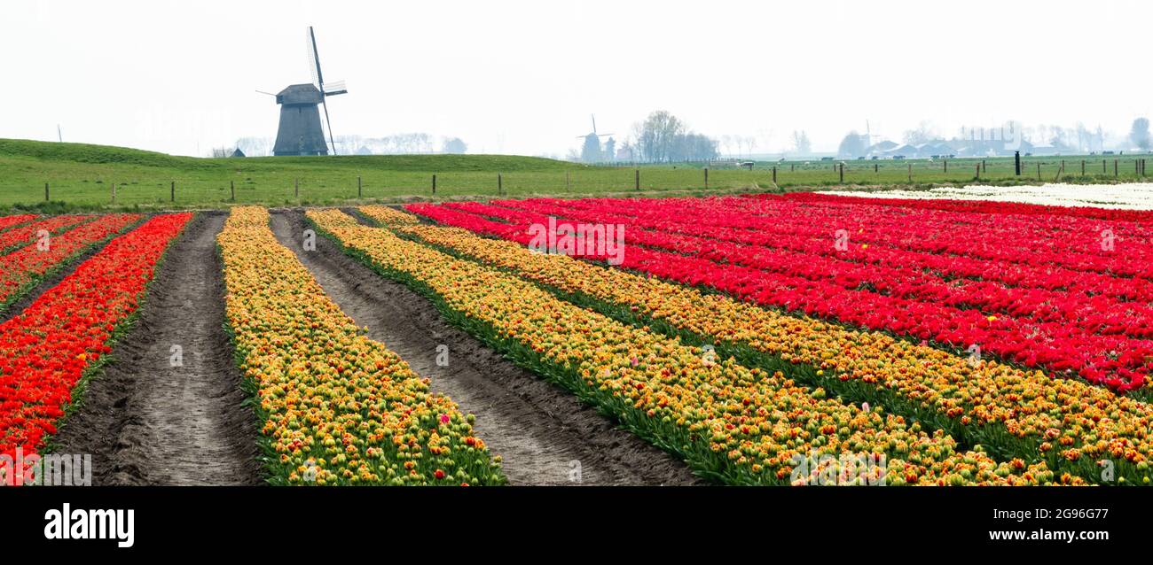 Multi coloured tulips fields and windmills in the misty peat polders ...