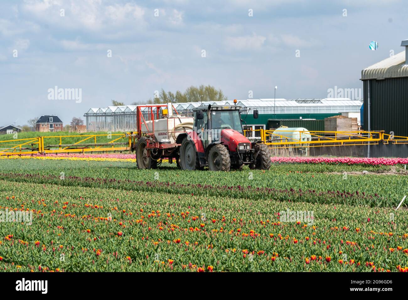Tractor spraying fertilizer or pesticides on red-yellow tulips field ...