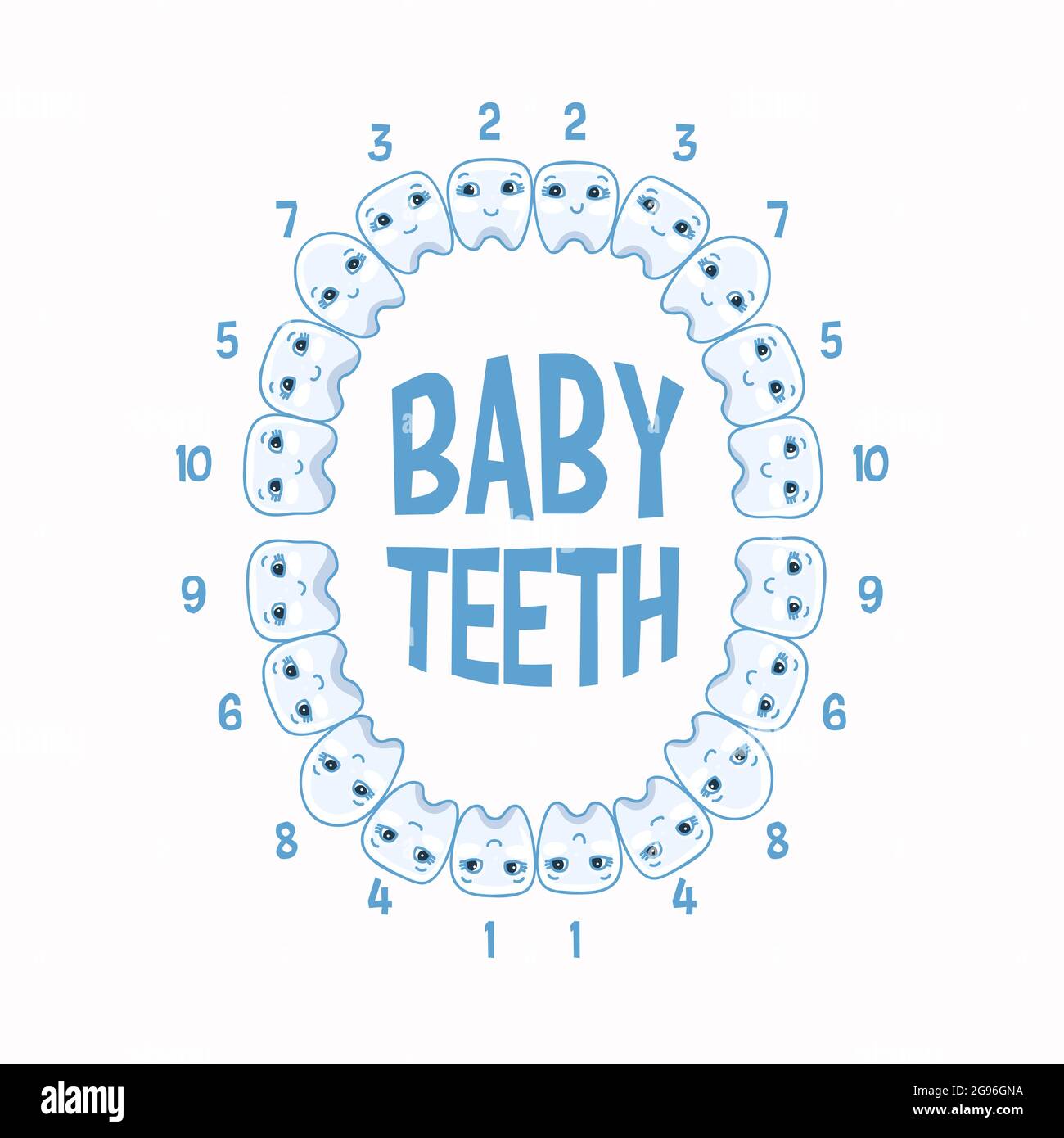 Baby teeth anatomy concept infographic element. Vector illustration ...