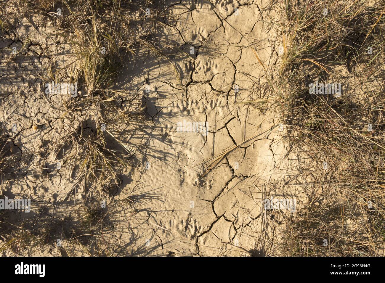 Dry ground in the Theodore Roosevelt national park in North Dakota ...