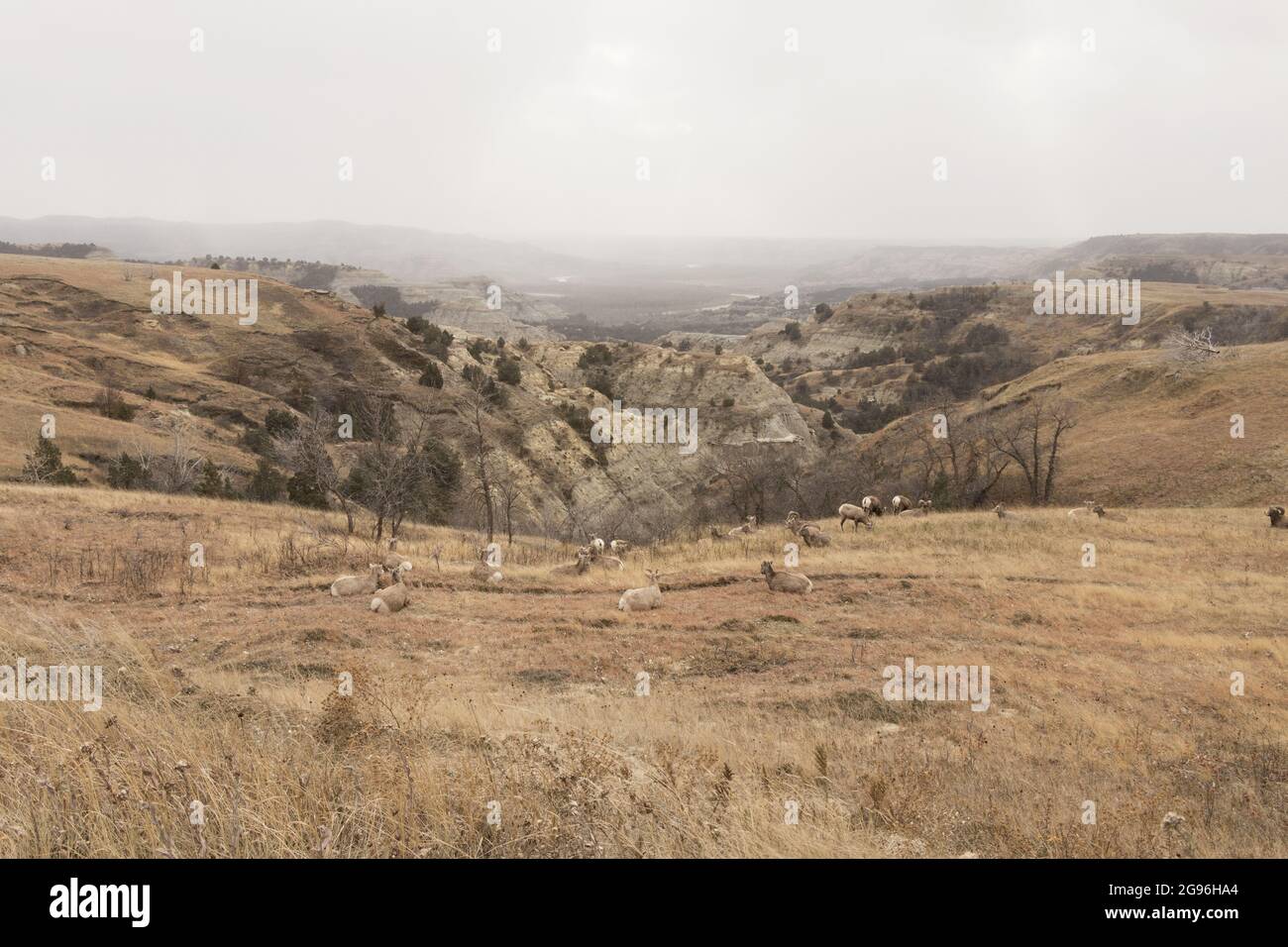Theodore Roosevelt national park in North Dakota Stock Photo - Alamy