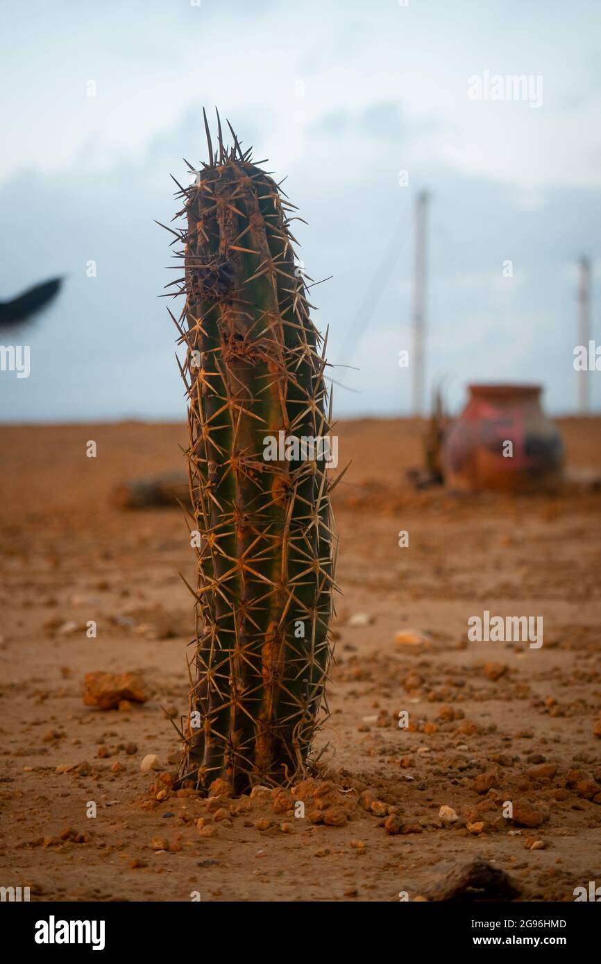 Cactus Planted in the Arid Desert Soil at Sunrise Stock Photo - Alamy
