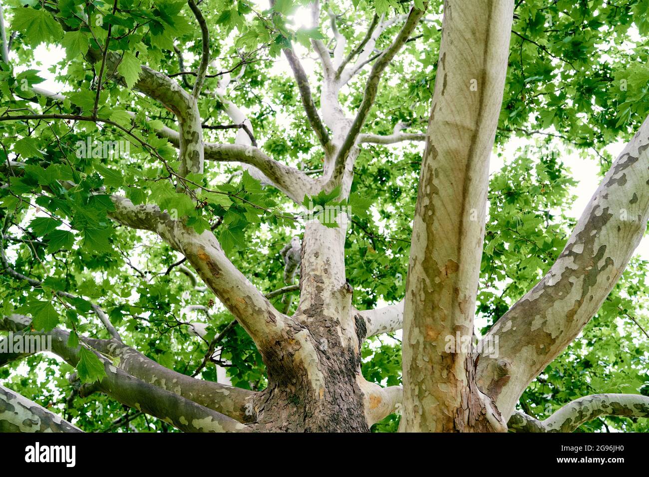 Large spreading plane tree. Close-up Stock Photo - Alamy