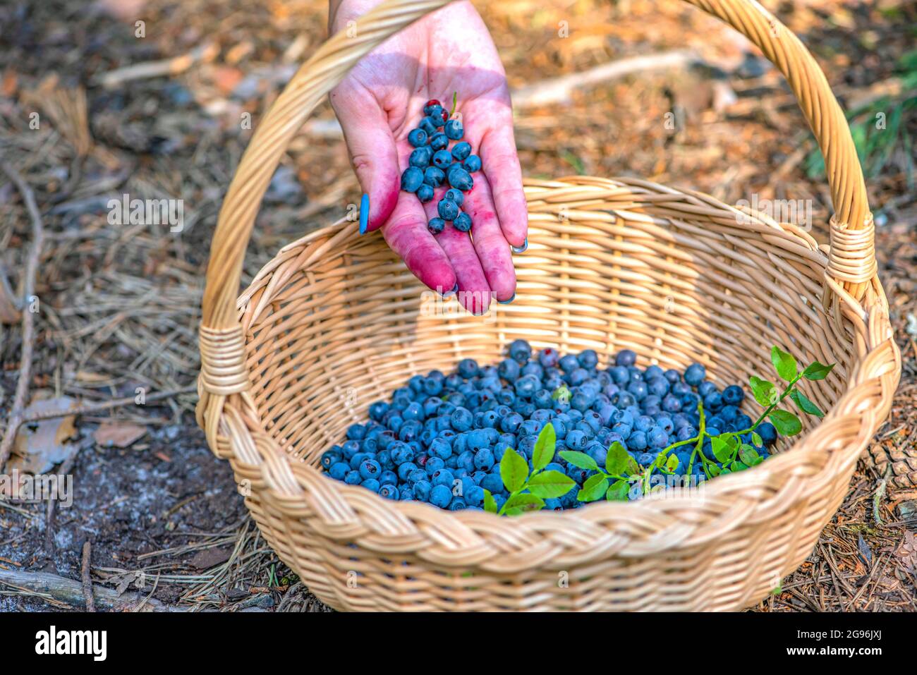 Berry season. Ripe blueberries in a basket. The process of finding and ...