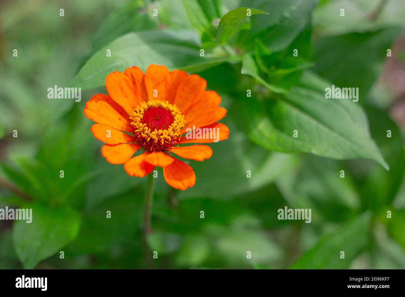 Orange zinnia or major flower on green background with copy space ...