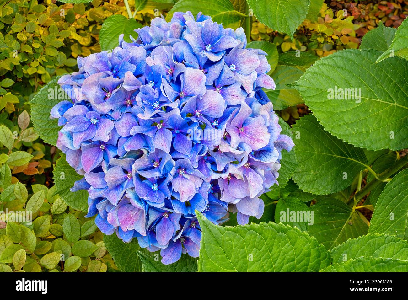 Blue purple hydrangia or hortensia flower closeup, surrounded by green ...