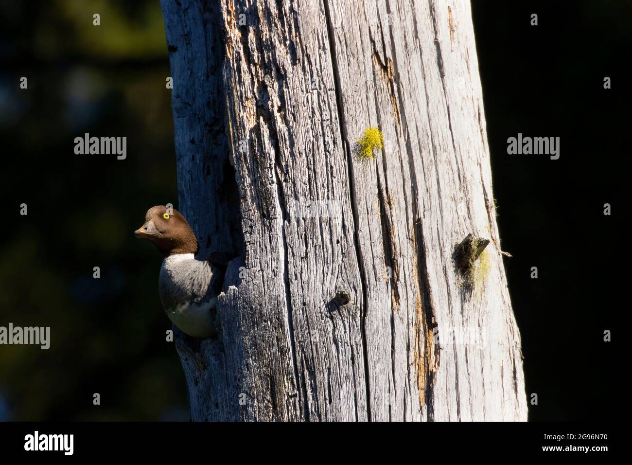Common goldeneye (Bucephala clangula) at nest on Clear Lake, McKenzie ...