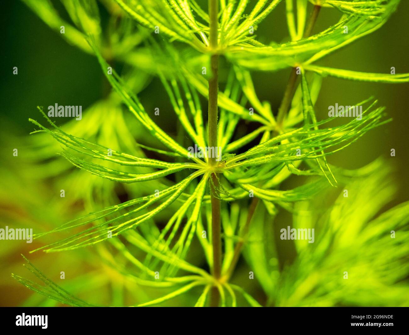 Ceratophyllum Demersum High Resolution Stock Photography and Images - Alamy