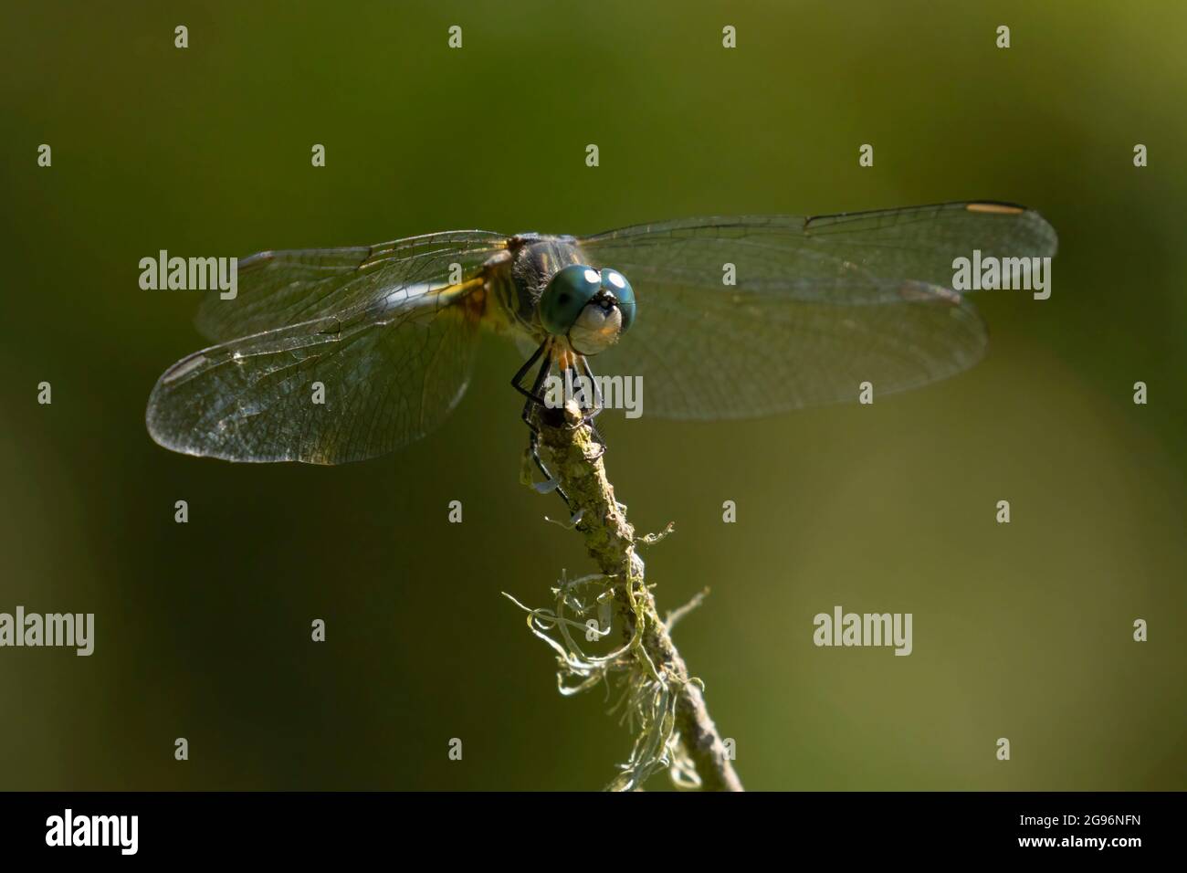 Dragonfly, EE Wilson Wildlife Area, Oregon Stock Photo - Alamy