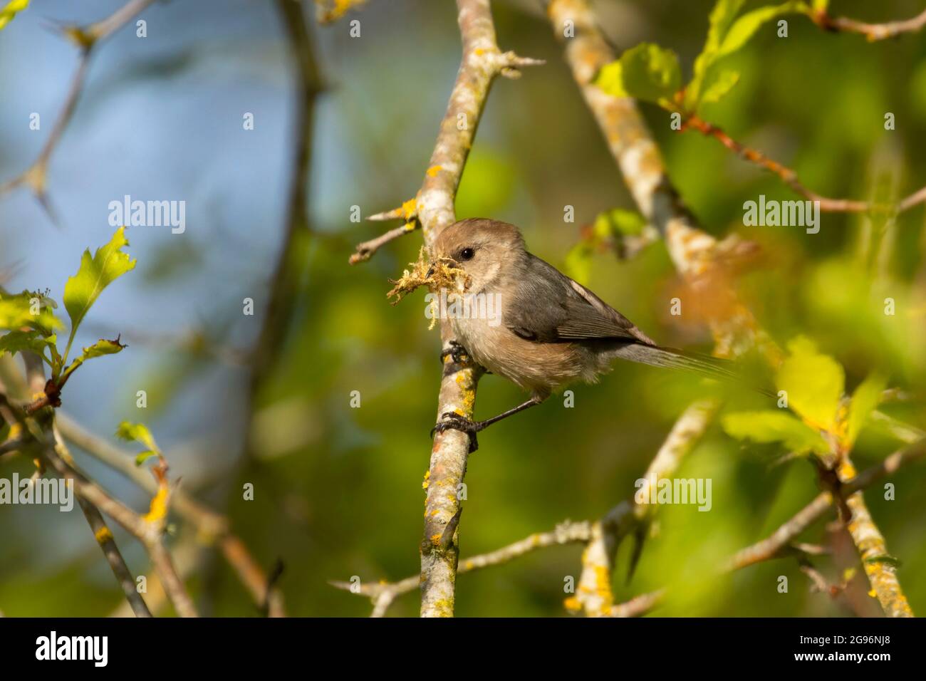 American Bushtit (Psaltriparus minimus), St Louis Ponds Public Fishing ...