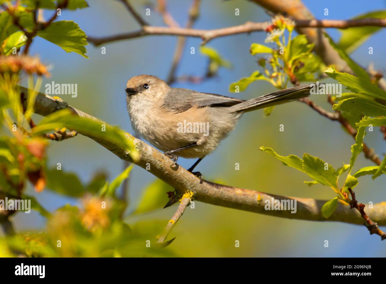 American Bushtit (Psaltriparus minimus), St Louis Ponds Public Fishing ...