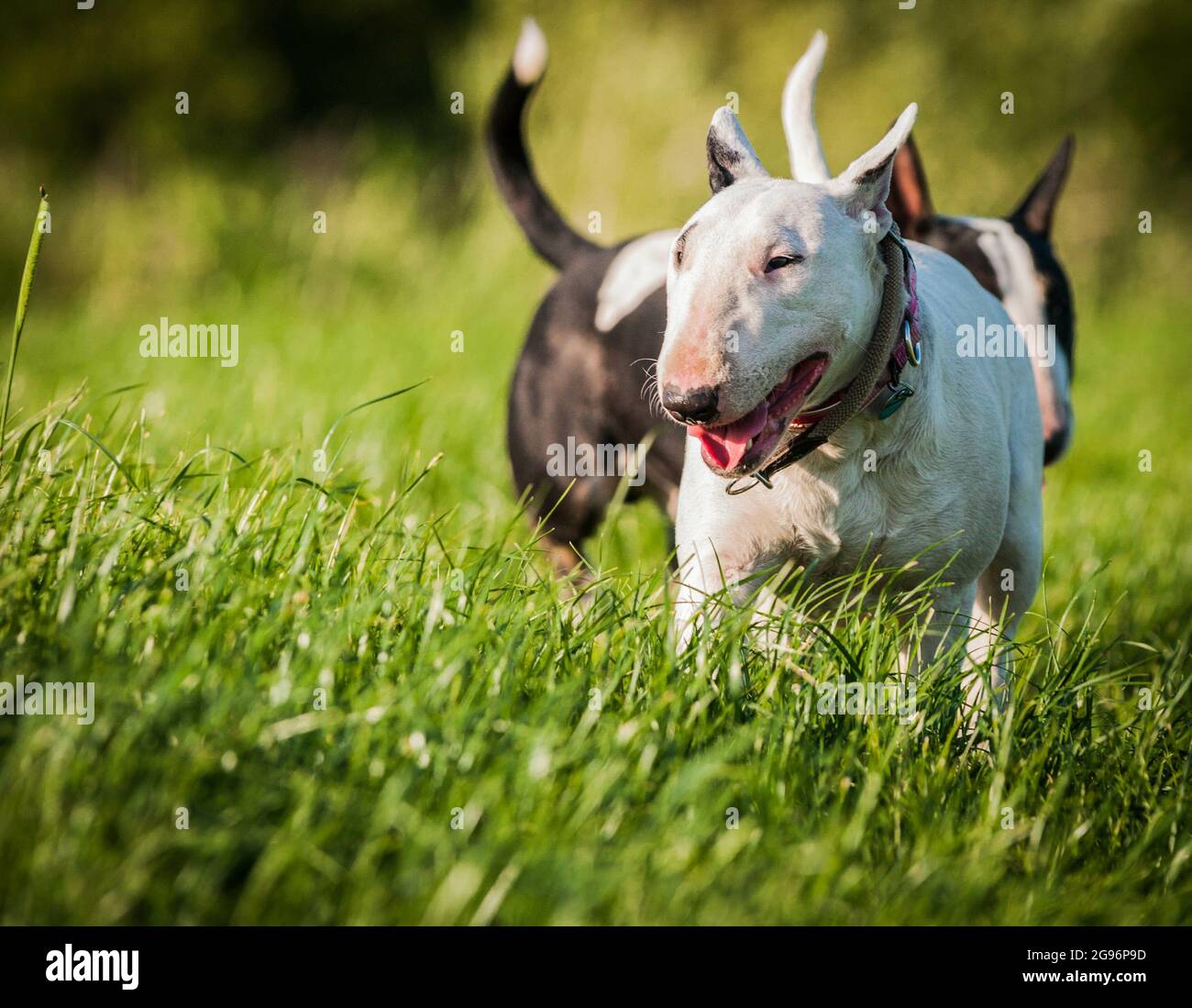 Closeup of bull terriers playing outdoors during daylight Stock Photo ...