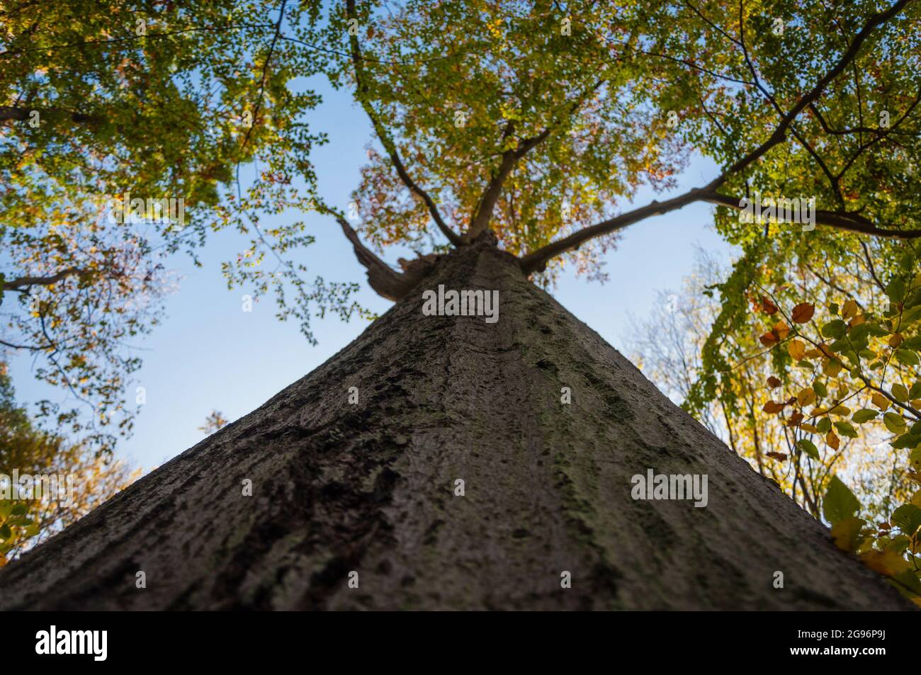 Low angle shot of a tall tree with full branches during daylight Stock ...