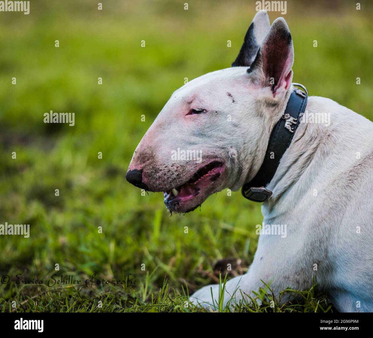 Closeup of a bull terrier playing outdoors during daylight Stock Photo ...