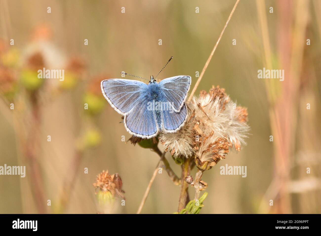Common Blue butterfly resting on a weed plant. Chiltern Hills, England ...
