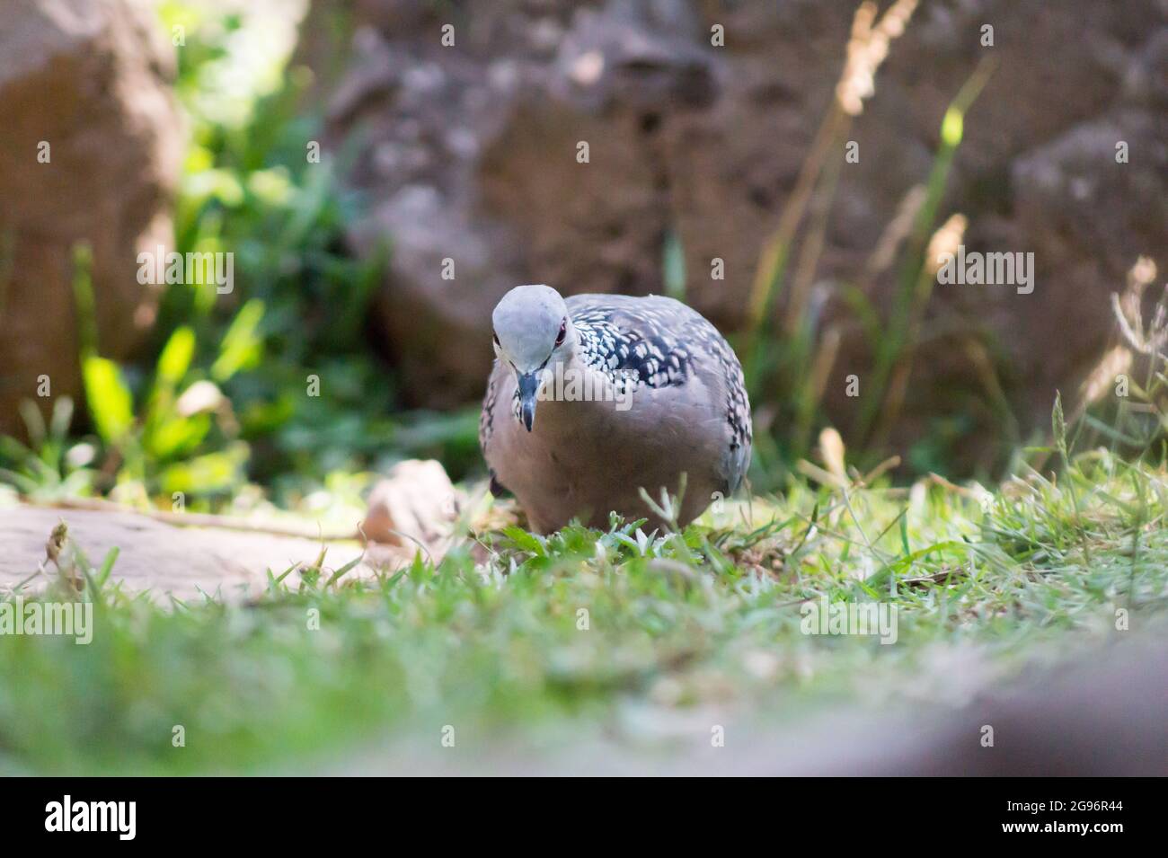 Closeup shot spotted dove hi-res stock photography and images - Alamy