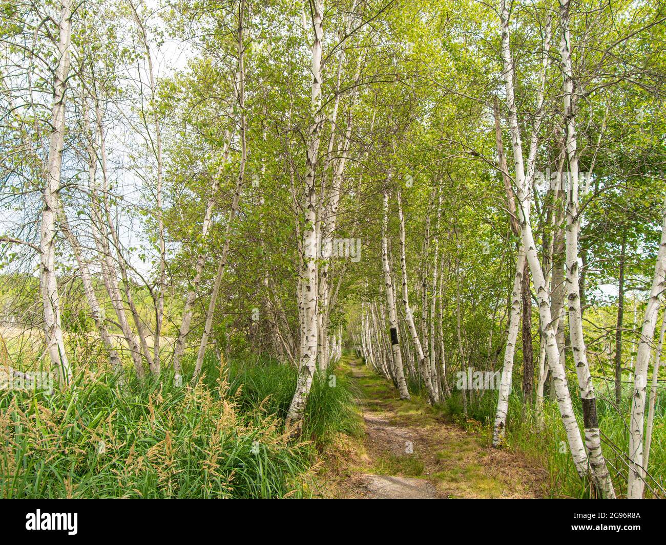 Path pathway walk walkway trail hi-res stock photography and images - Alamy