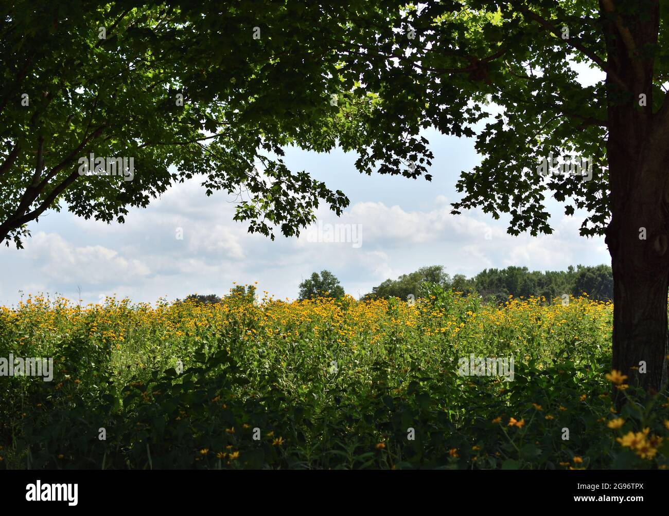 Iowa Prairie Plants High Resolution Stock Photography and Images - Alamy