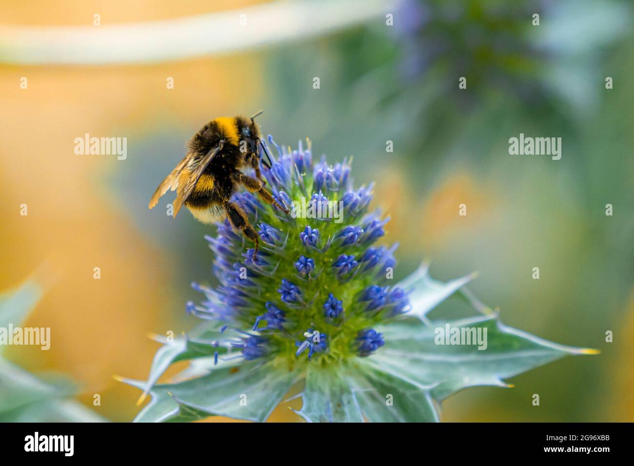 Bee picking up pollen from a purple plant with green leaves Stock Photo ...