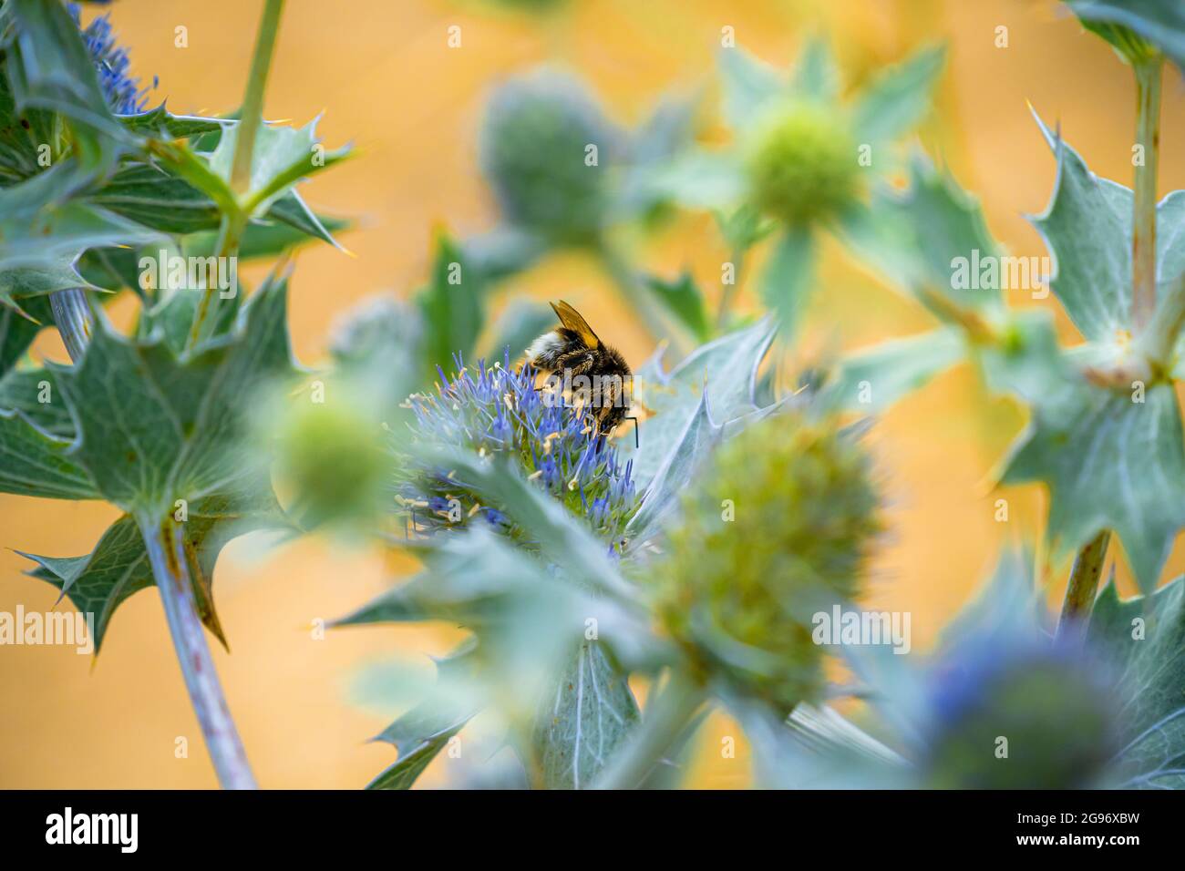 Bee picking up pollen from a purple plant with green leaves Stock Photo ...