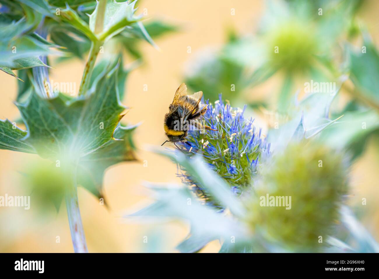 Bee picking up pollen from a purple plant with green leaves Stock Photo ...