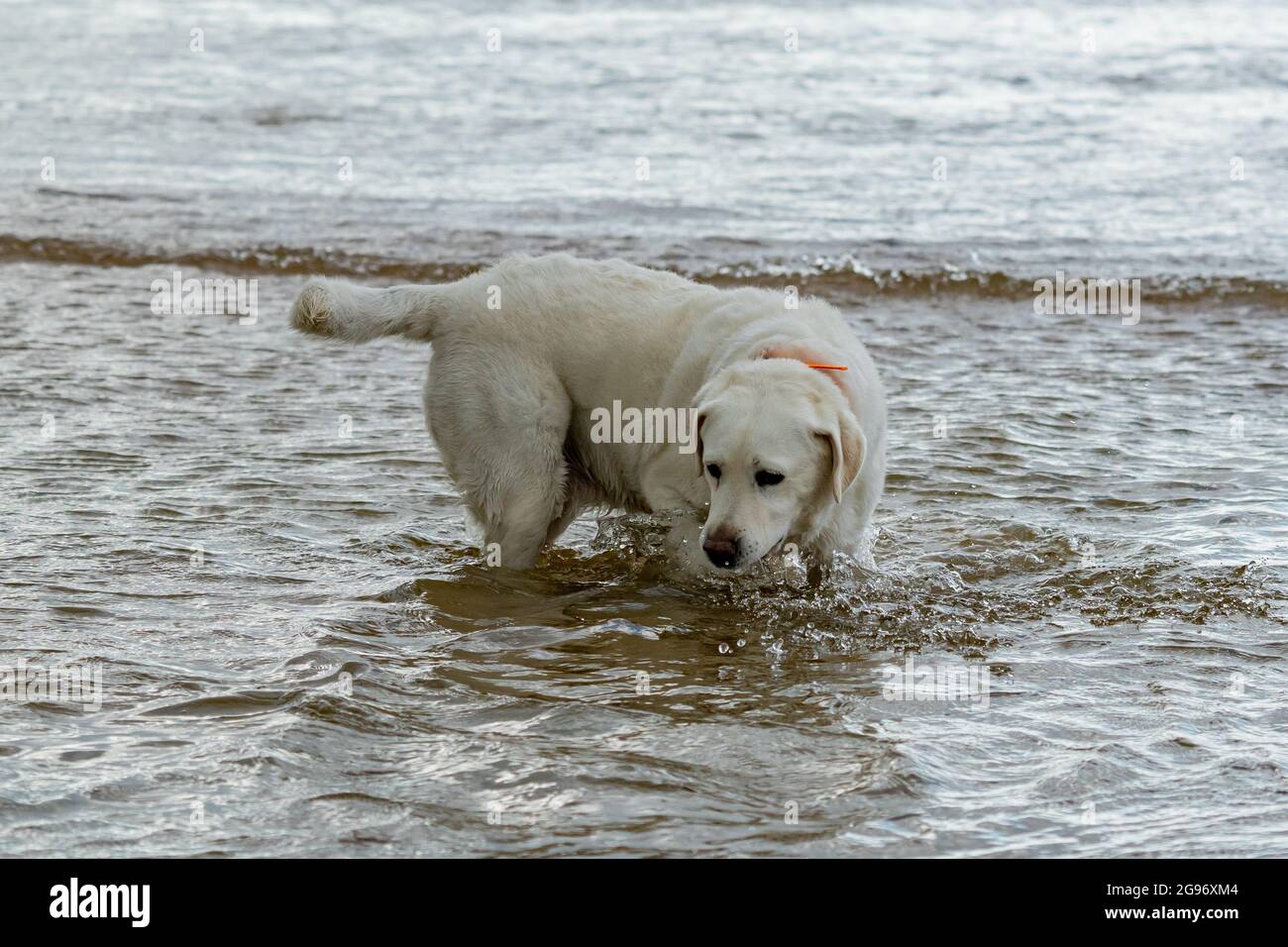 Labrador retriever of white, brown, tan color, playing and running on ...