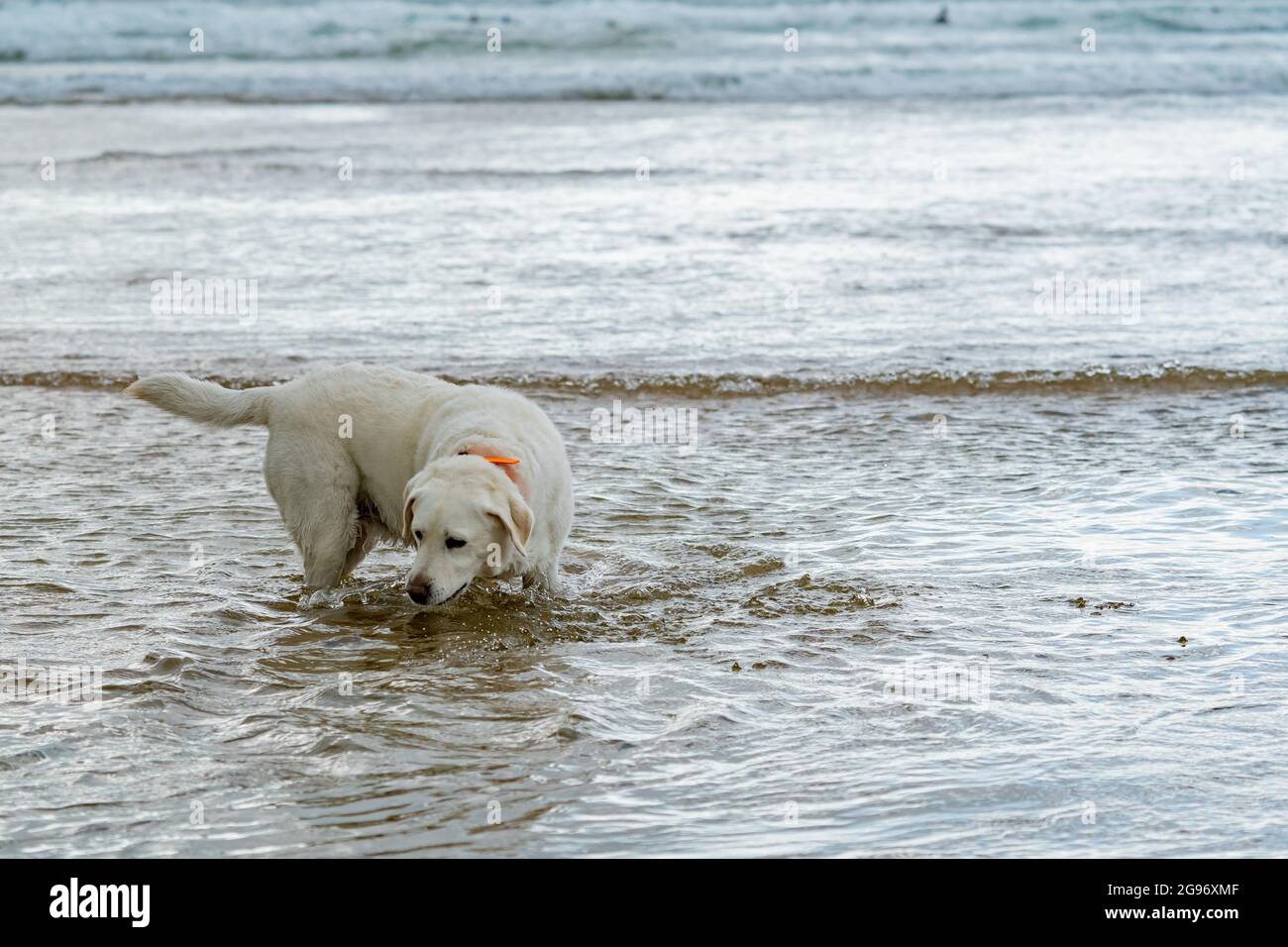 Labrador retriever of white, brown, tan color, playing and running on ...