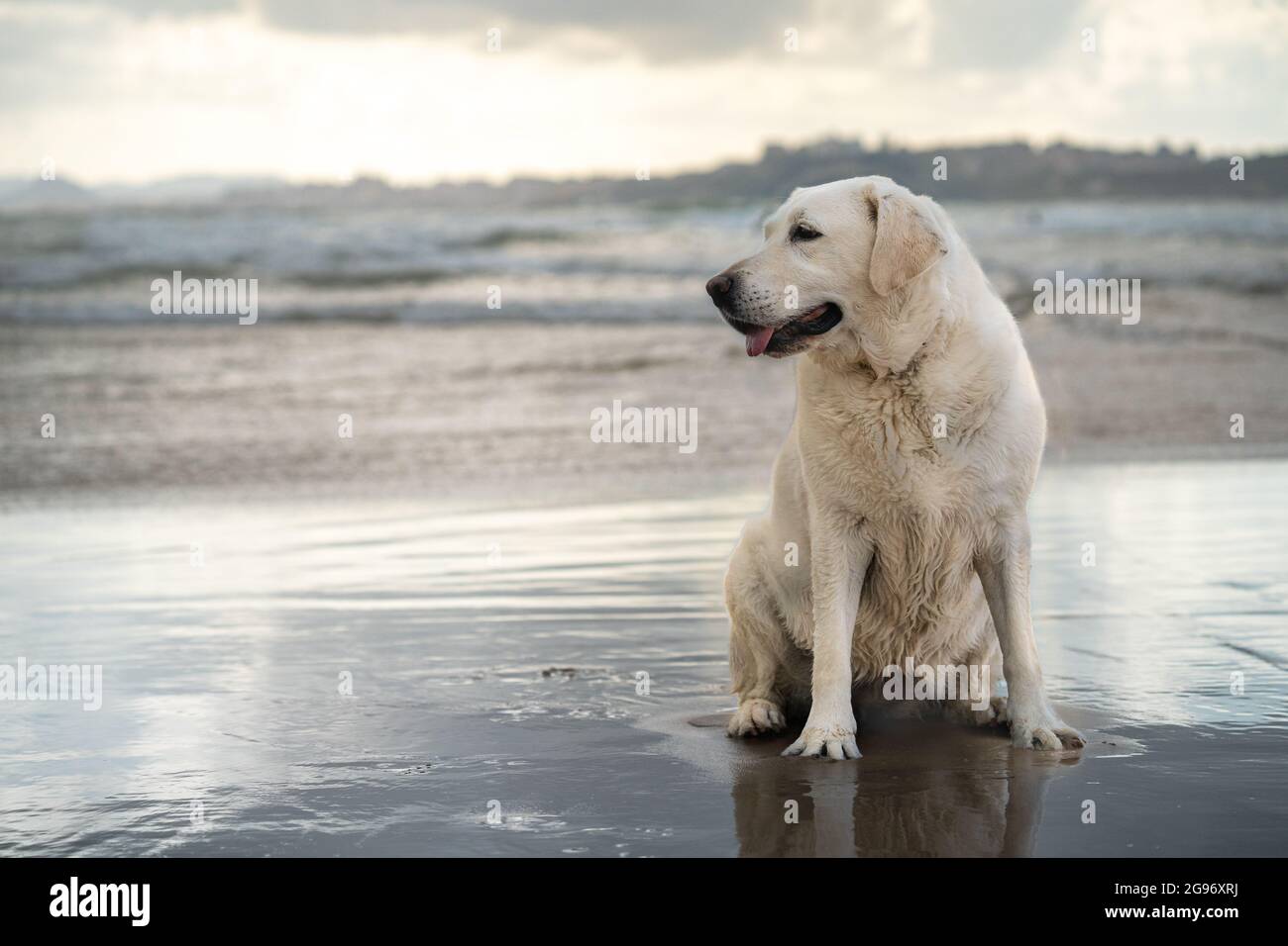 Labrador retriever of white, brown, tan color, playing and running on ...