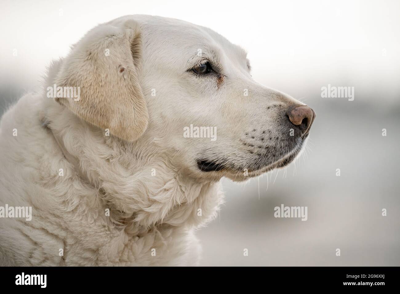 Can Labradors Run Long Distances