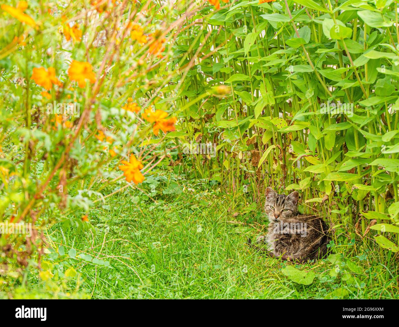 Barn cat on farm in garden Stock Photo - Alamy