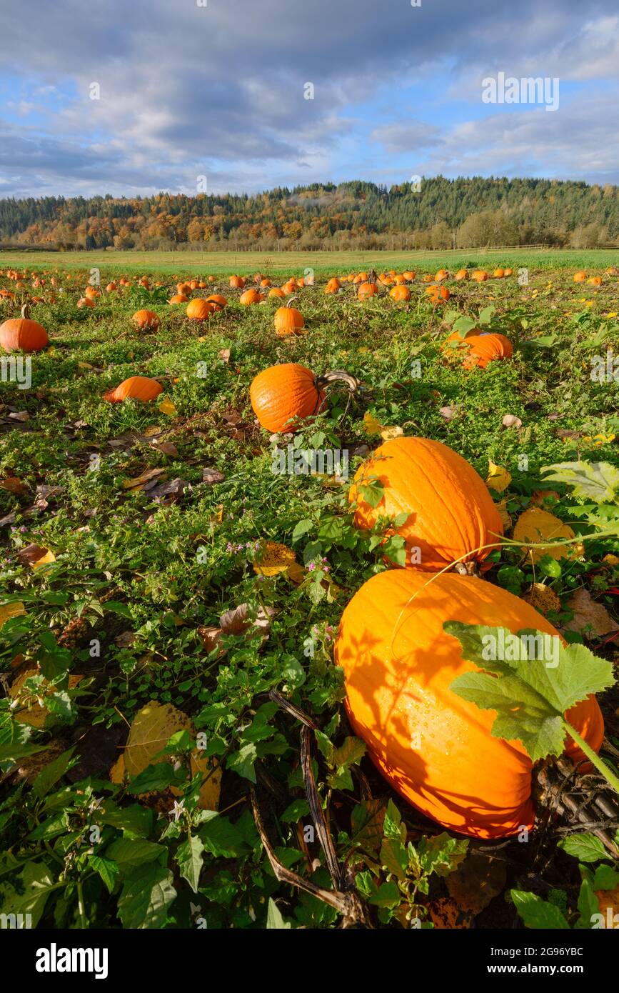 King county washington agriculture hi-res stock photography and images ...