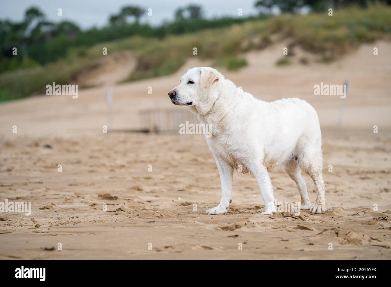 Labrador retriever of white, brown, tan color, playing and running on ...