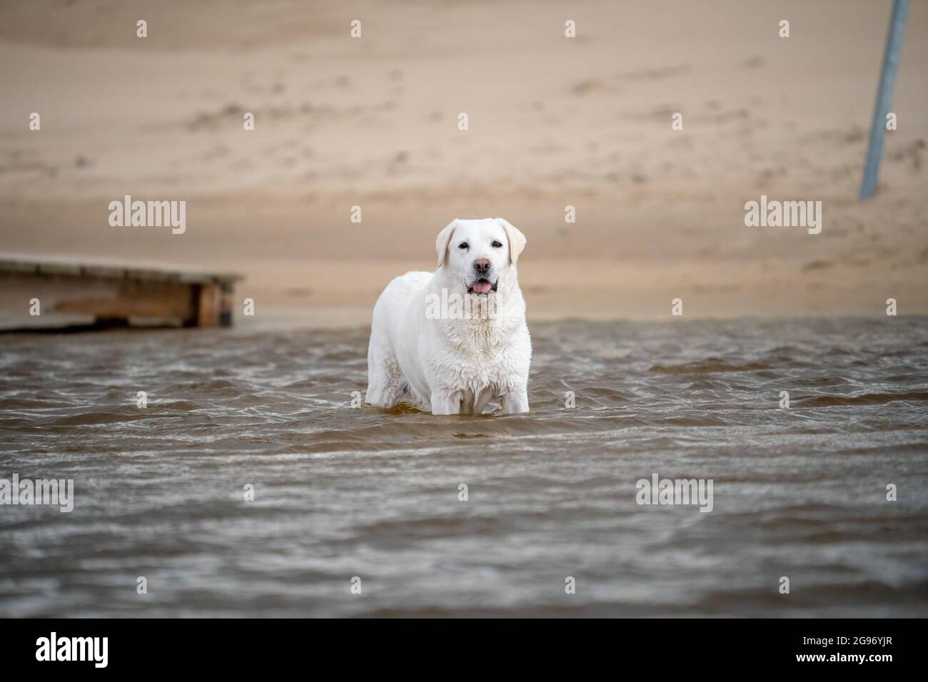 Labrador retriever of white, brown, tan color, playing and running on ...