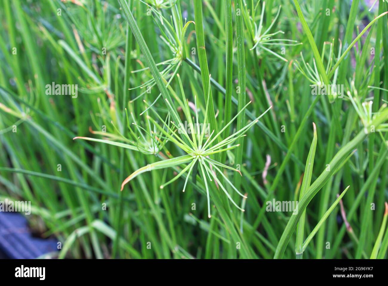 Cyperus papyrus hi-res stock photography and images - Alamy