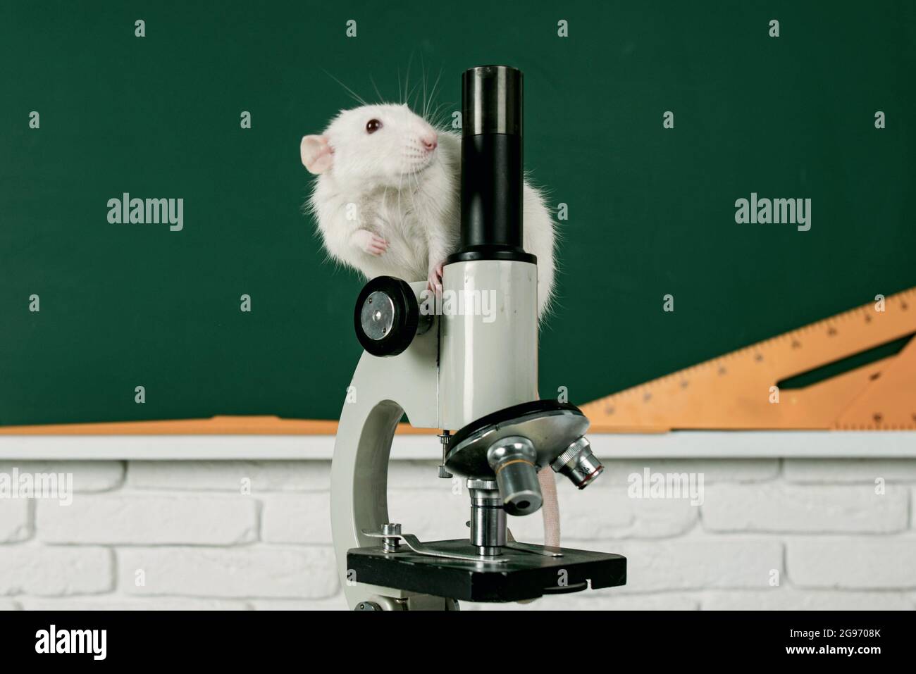 Humanity on animals hi-res stock photography and images - Alamy