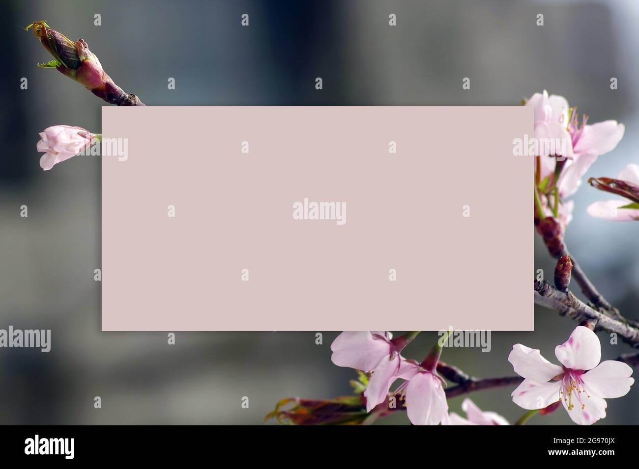 Minimal floral square frame hi-res stock photography and images - Alamy