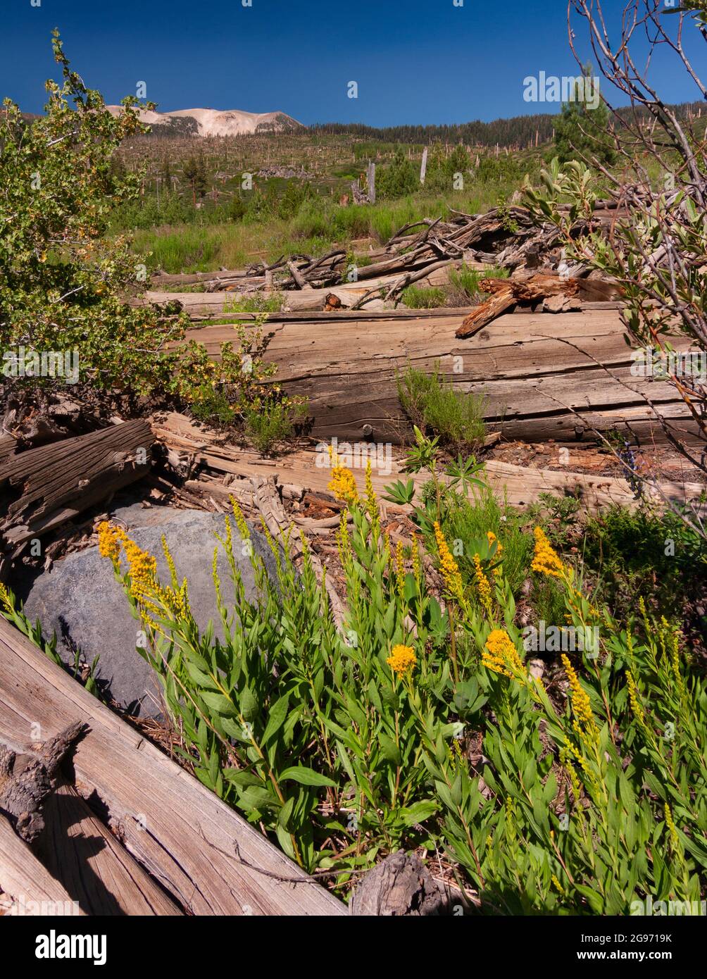 Ansel adams trees hi-res stock photography and images - Alamy