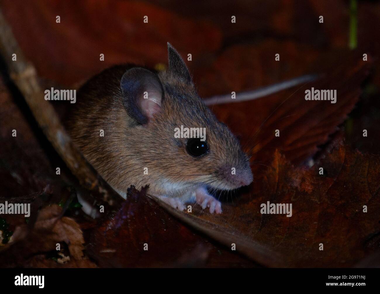 Field mouse photograph Stock Photo - Alamy
