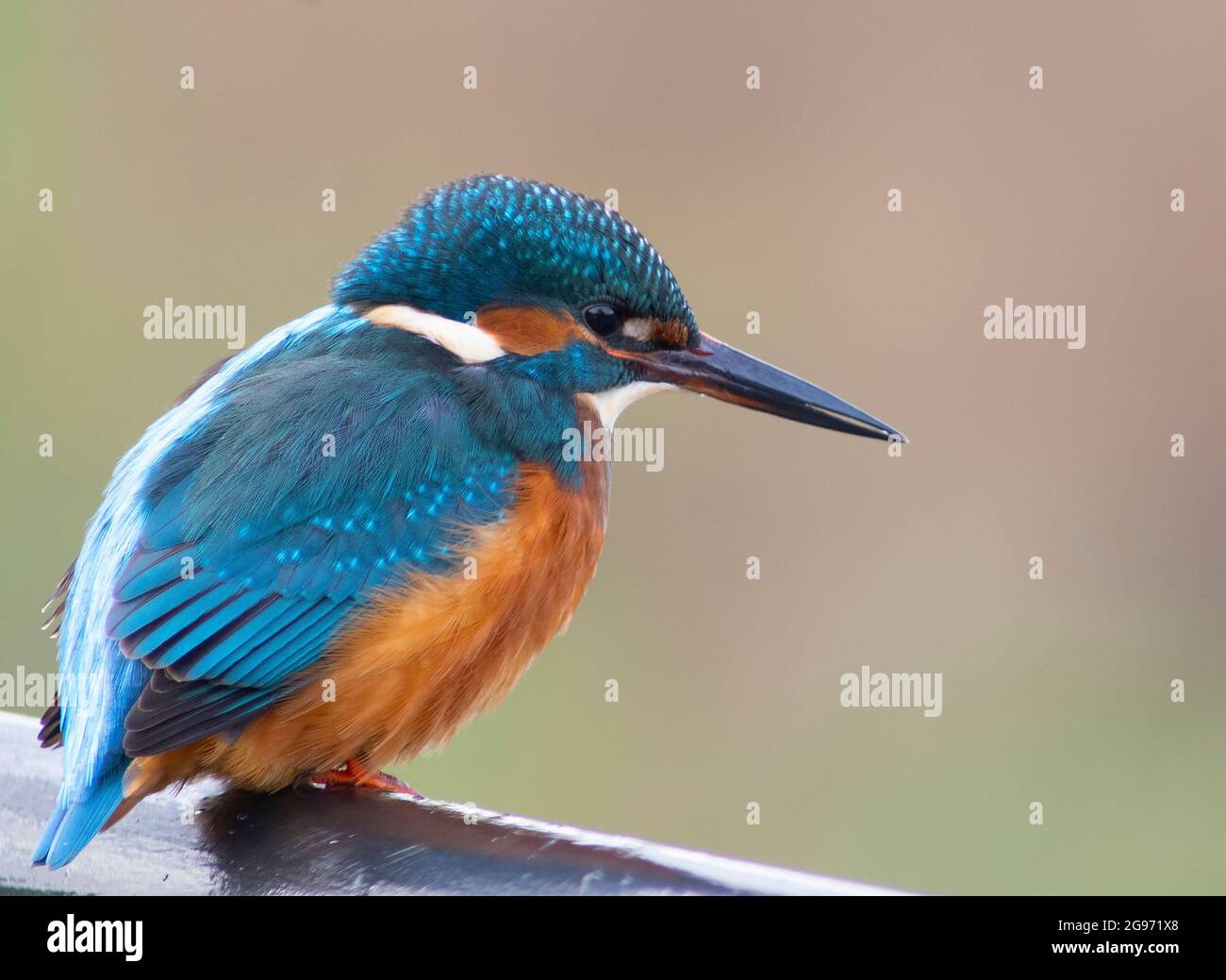 Kingfisher photograph hi-res stock photography and images - Alamy