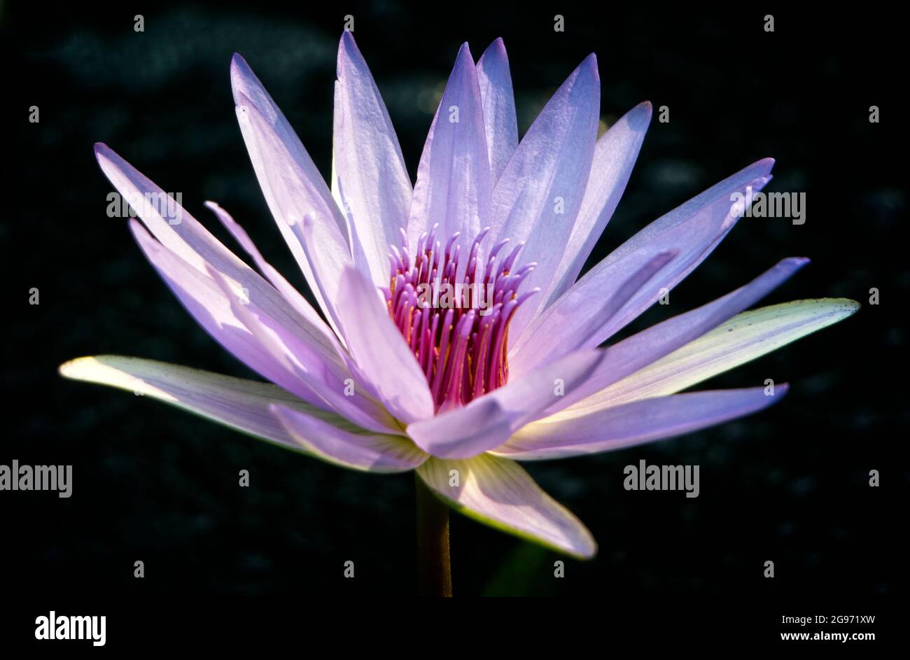 emergent vegetation Calgary Zoo Alberta Stock Photo - Alamy
