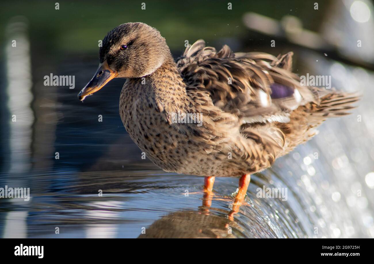 Mallard photograph hi-res stock photography and images - Alamy