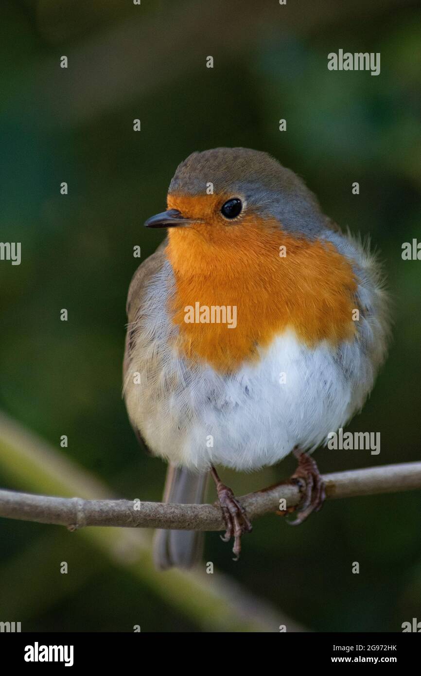 Robin photograph hi-res stock photography and images - Alamy