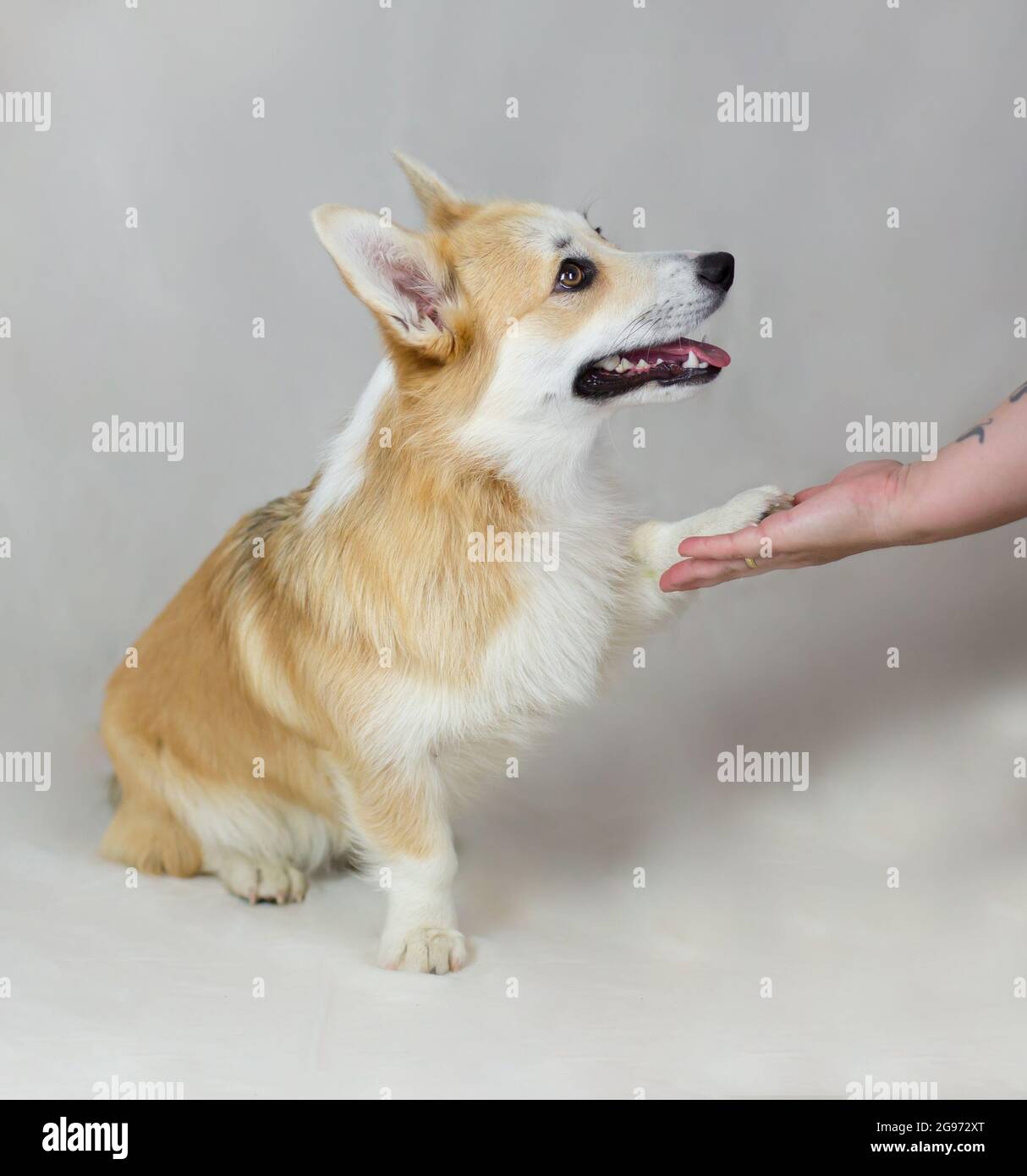 Welsh Corgi Pembroke giving paw, studio photograph Stock Photo - Alamy