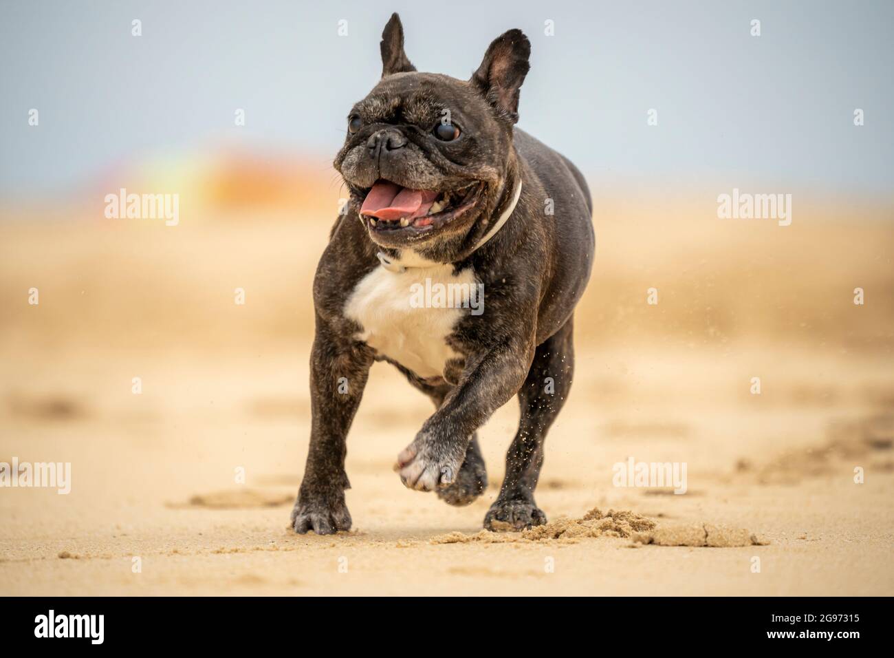 Senior French Bulldog of black and white coloration, on a beach in ...