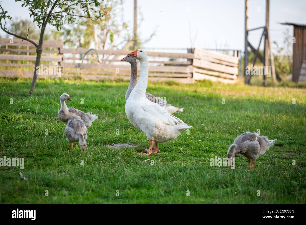 Flock of geese, geese family of the breed 'Österreichische Landgans ...